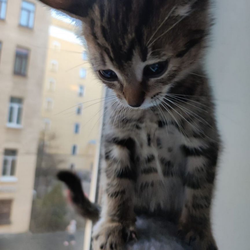 Котята с Петроградки