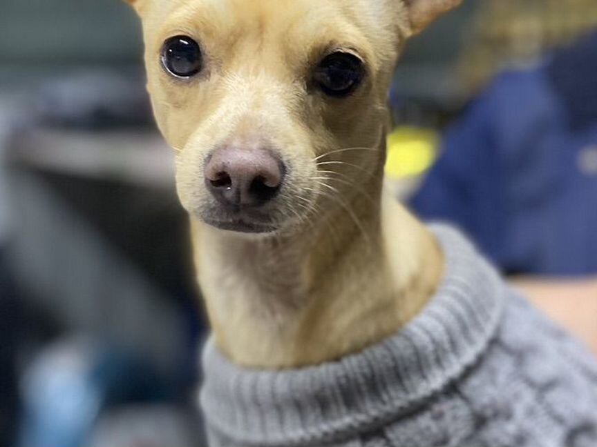 Русский той-терьер вязка