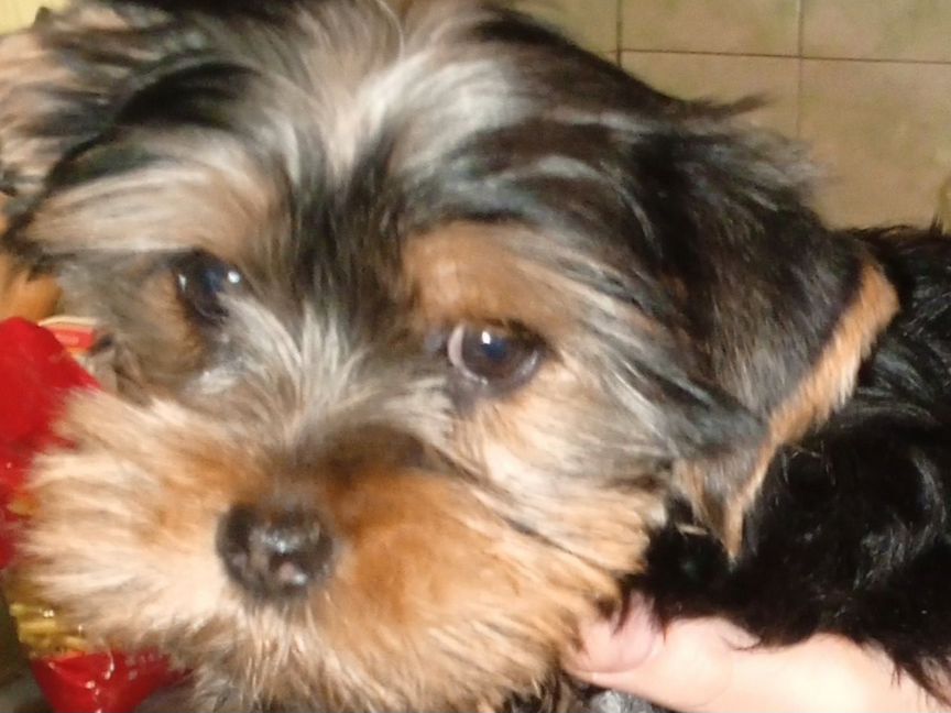 Иоркширский терьер