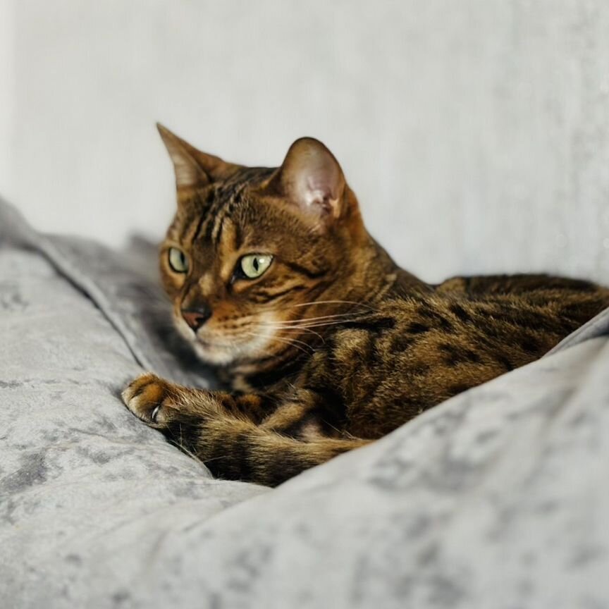 Кошка на растоянии, подписка на котика