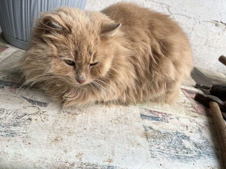 Отдам взрослых котиков в хорошие руки