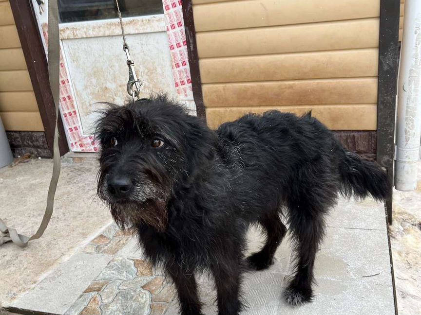 Домовенок ищет дом