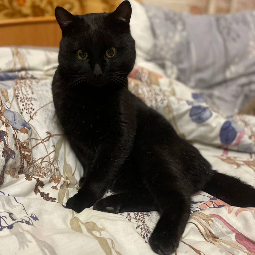 Взрослый кот в добрые руки