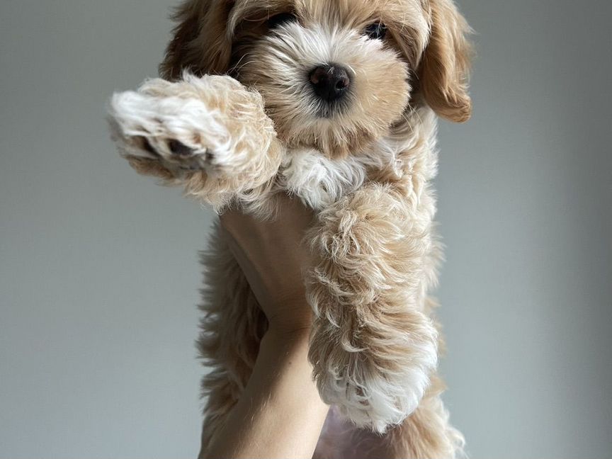 Щенки мальтипу f1 мини