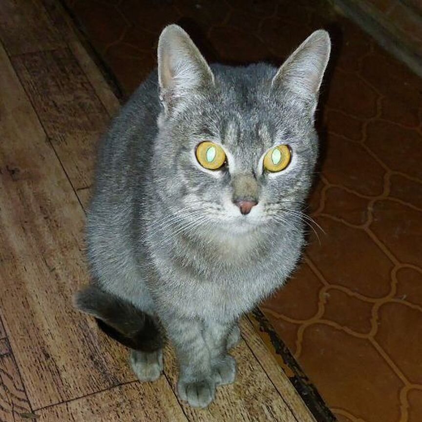 Взрослый кот в добрые руки