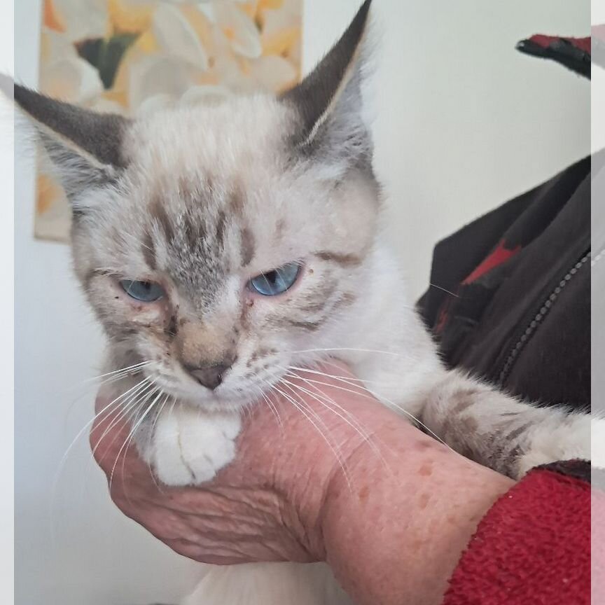 Сиамский котёнок