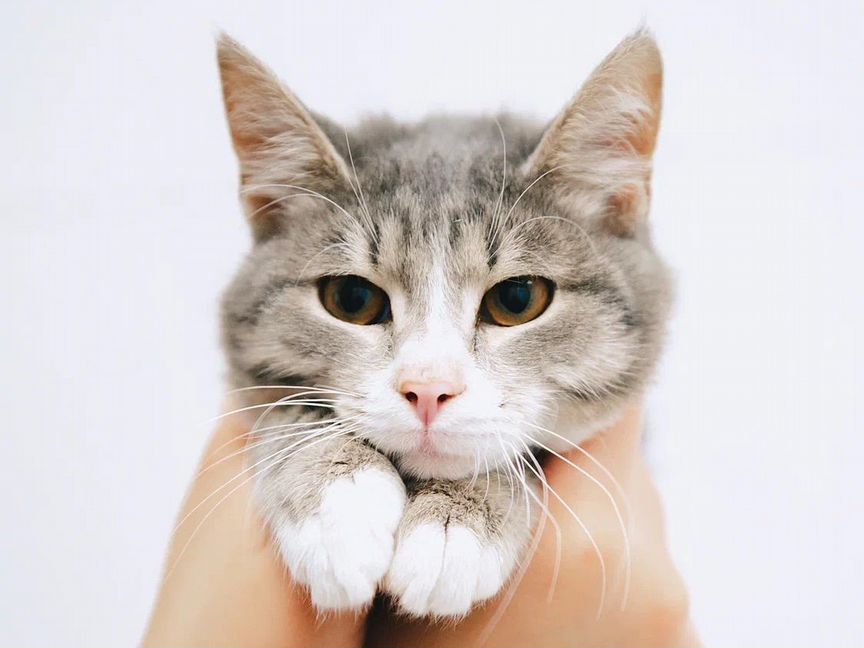 Котик Василий в добрые руки бесплатно