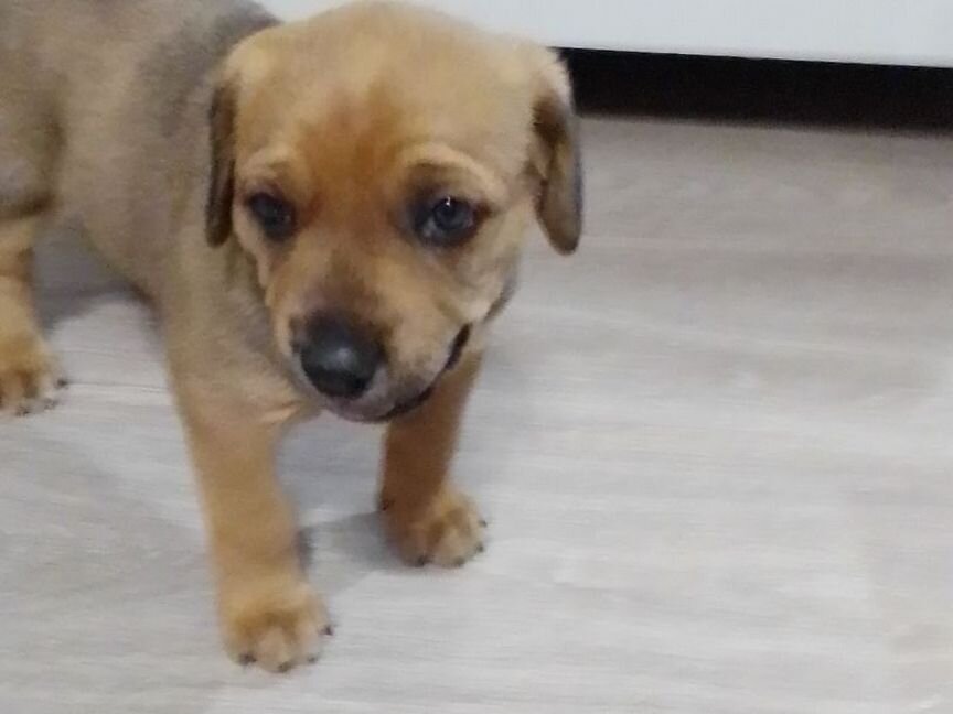 Щенок кане корса