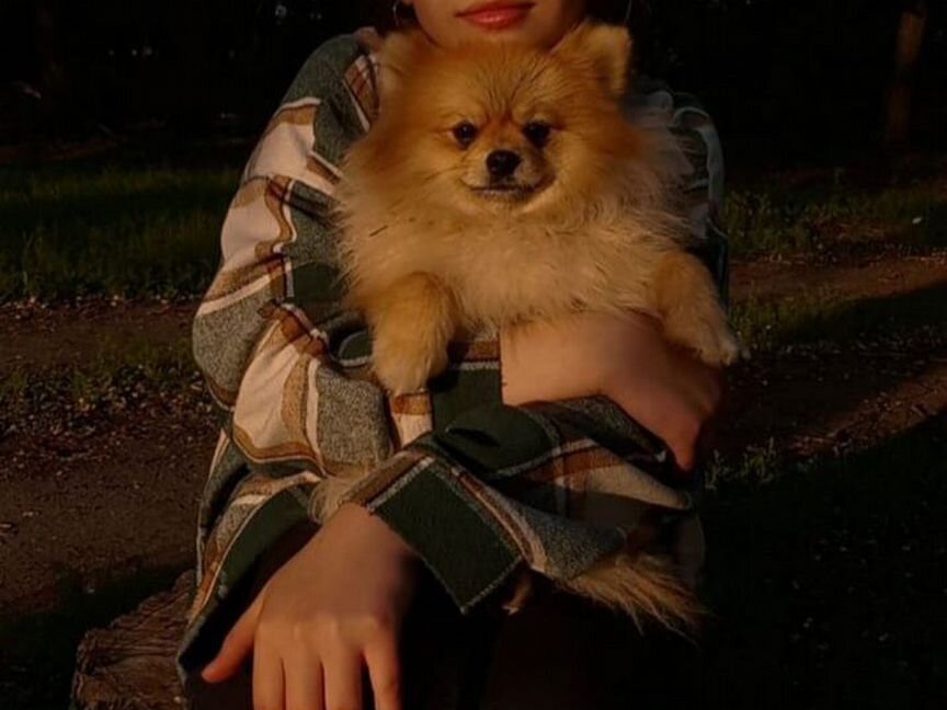 Померанский шпиц вязка