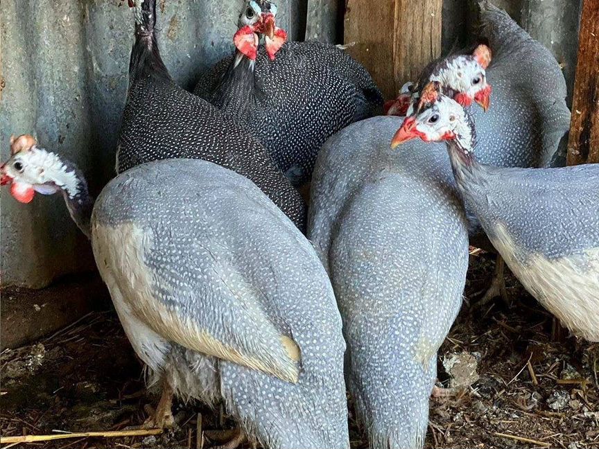 Цесарки