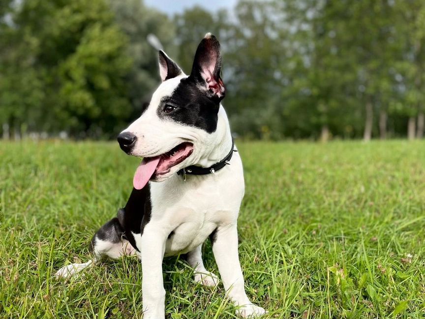 Американский стаффордширский терьер