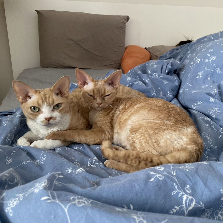 Котики бесплатно в добрые руки