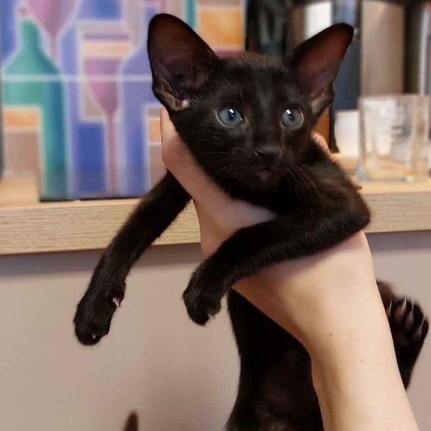 Ориентальный котенок мальчик