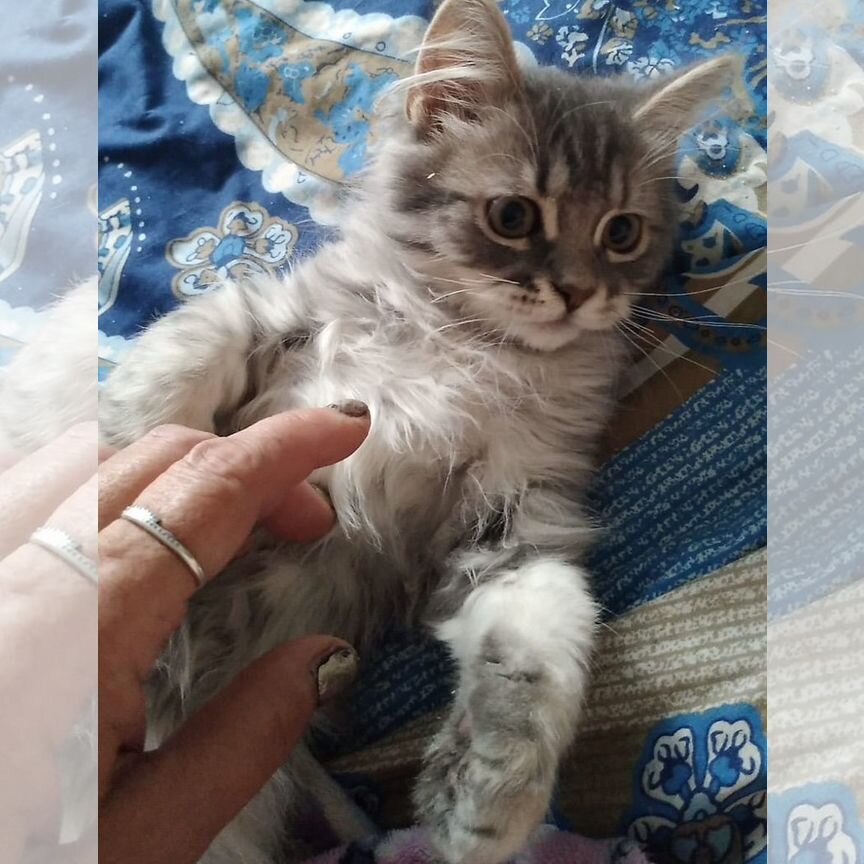 Котенок в добрые руки