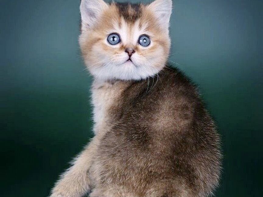 Скоттиш страйт Золотого тикированного окраса