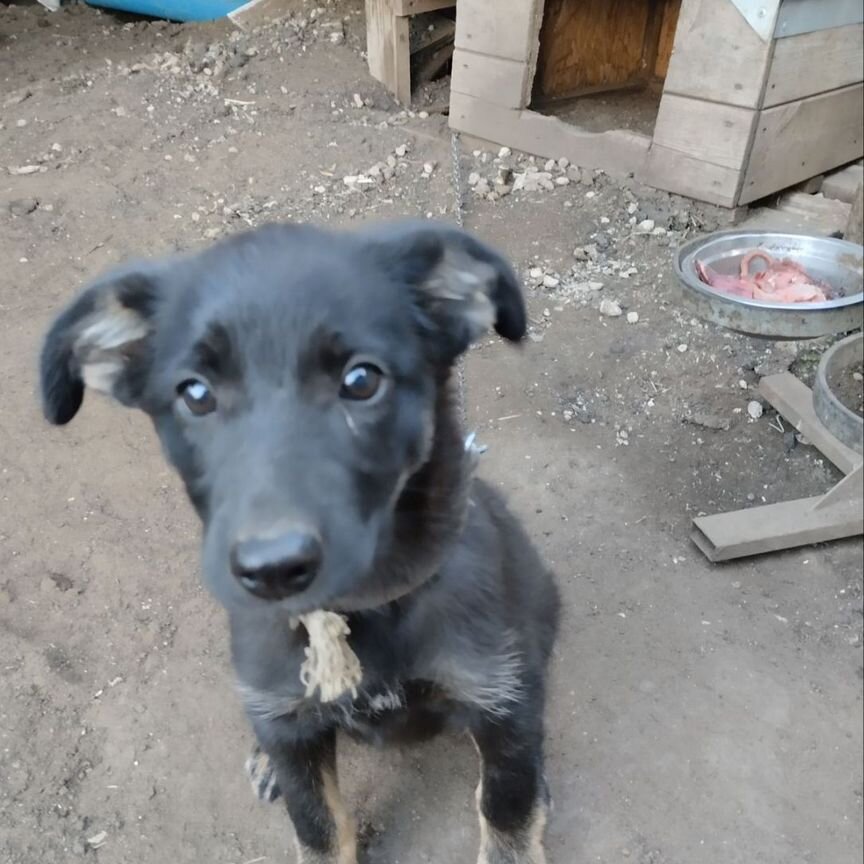 Собака маленькая девочка