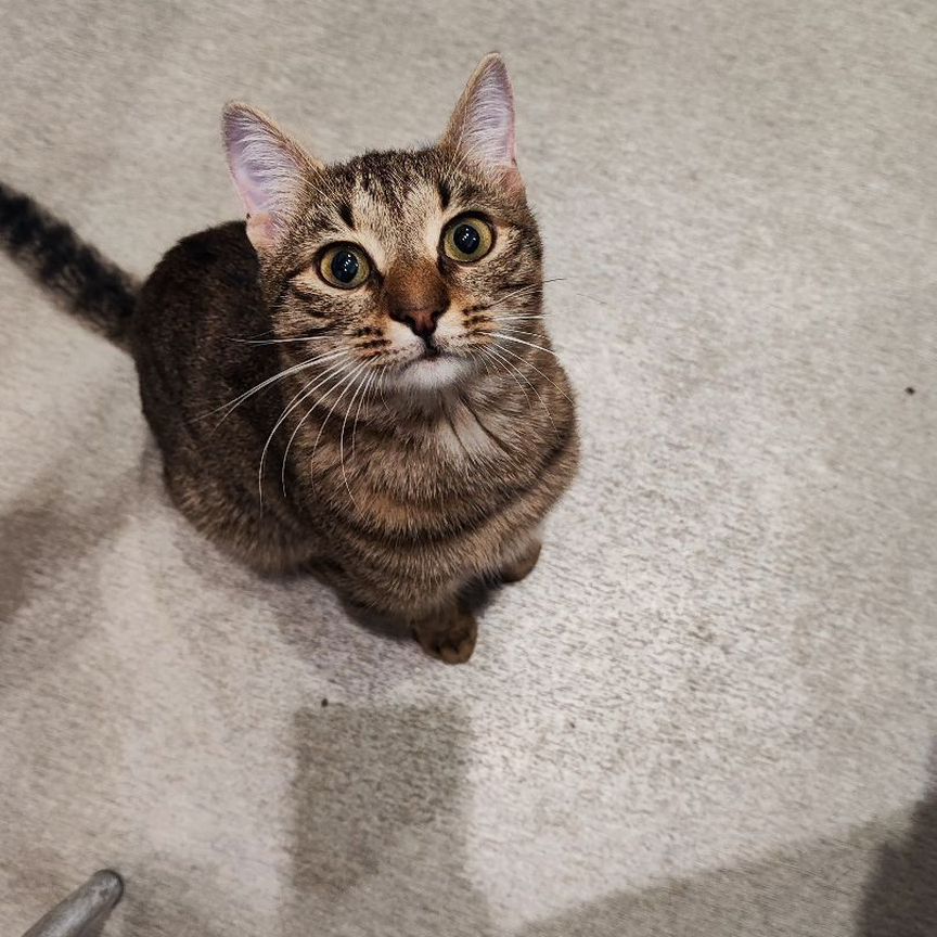 Котенок в частный дом