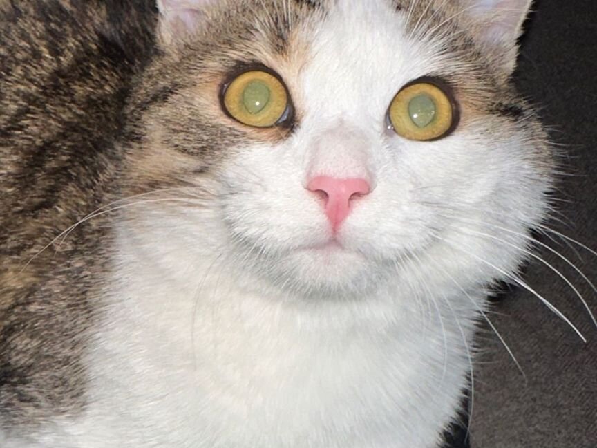 Котики бесплатно