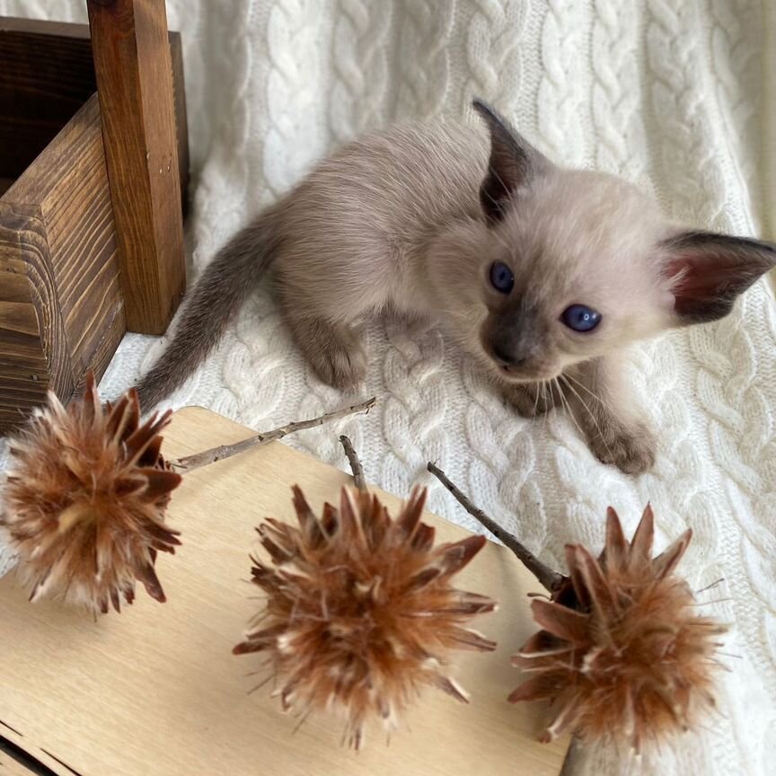 Ориентальный котёнок