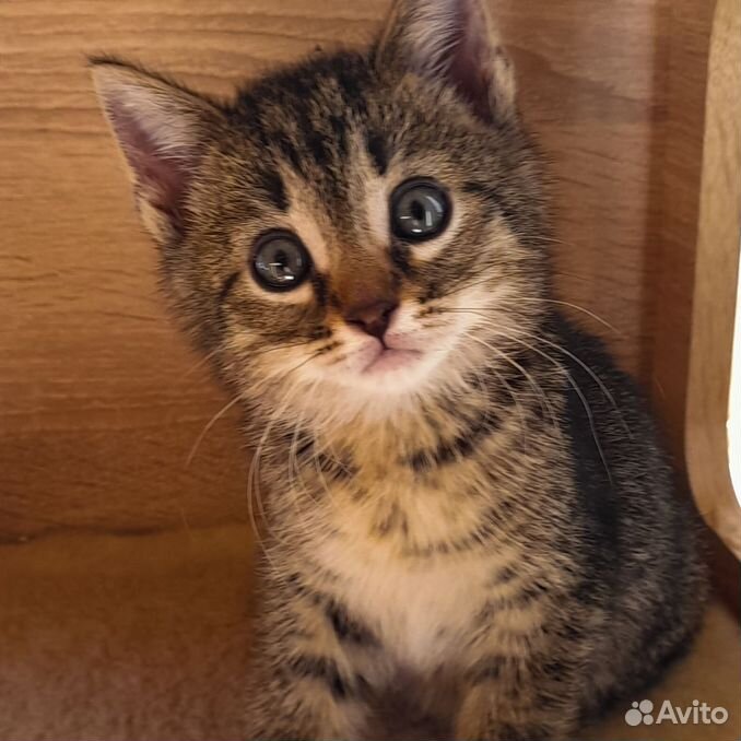 Беспородный котёнок