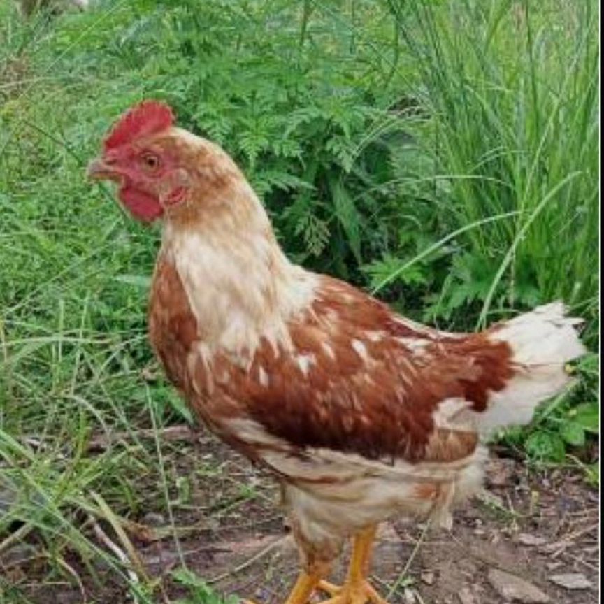 Молодые петухи