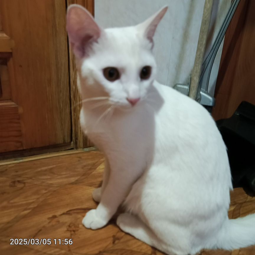 Отдам кота в добрые руки