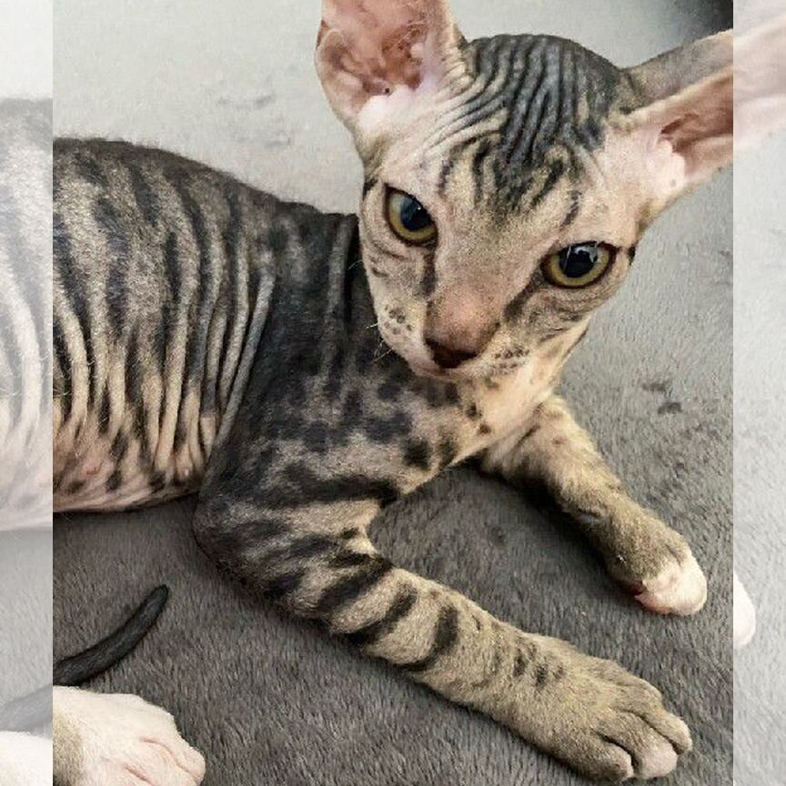 Канадский сфинкс котёнок