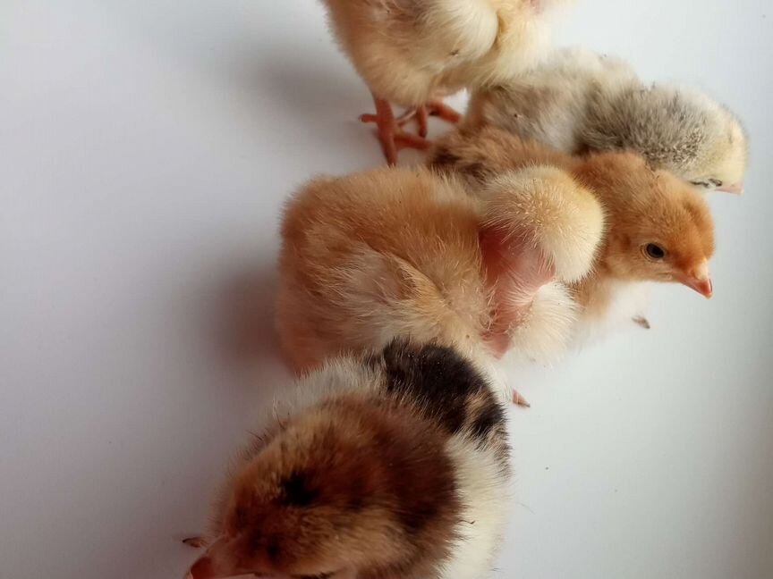 Цыплята