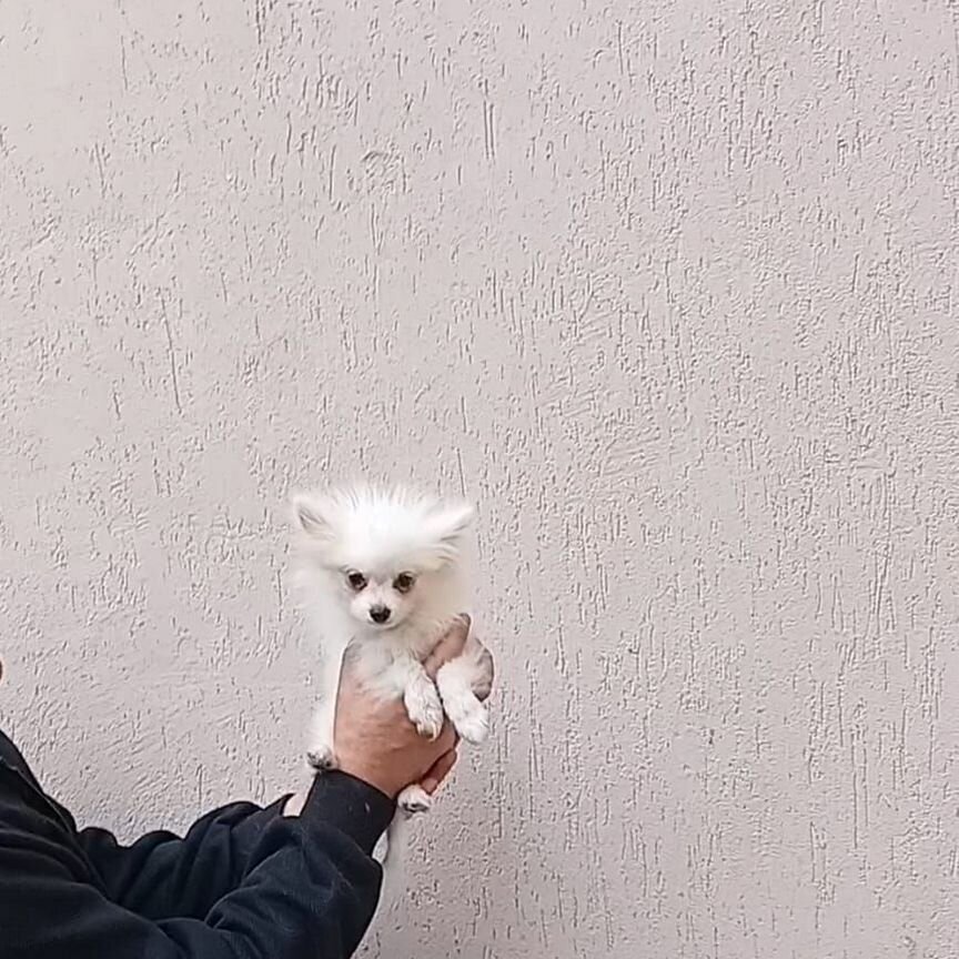 Шпиц мини пом