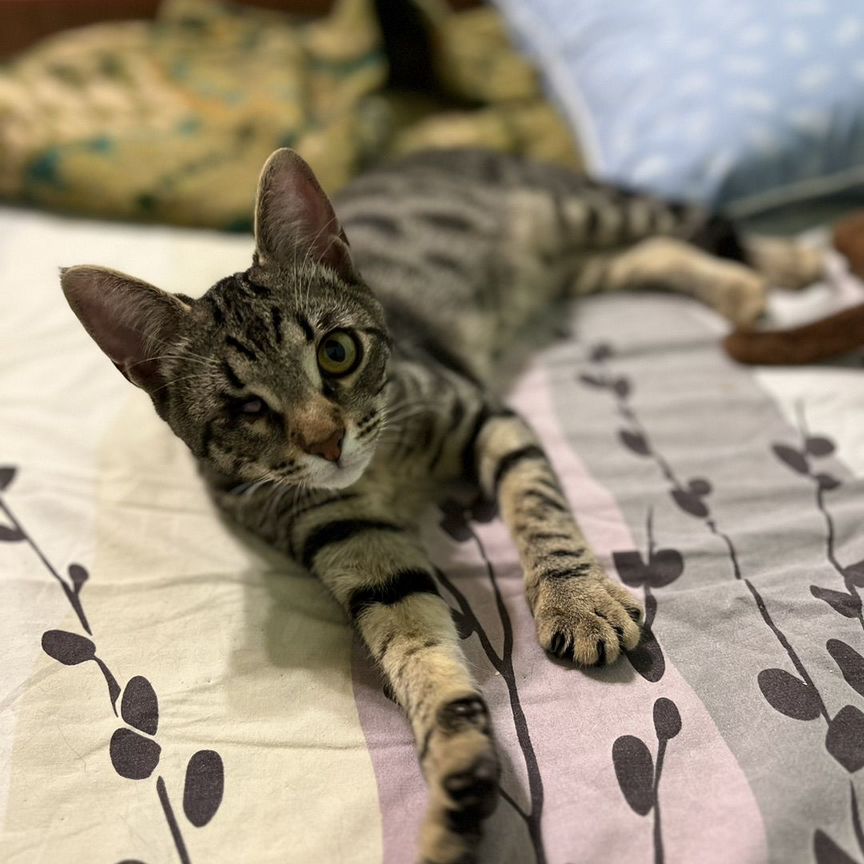 Спасенный котенок ищет дом