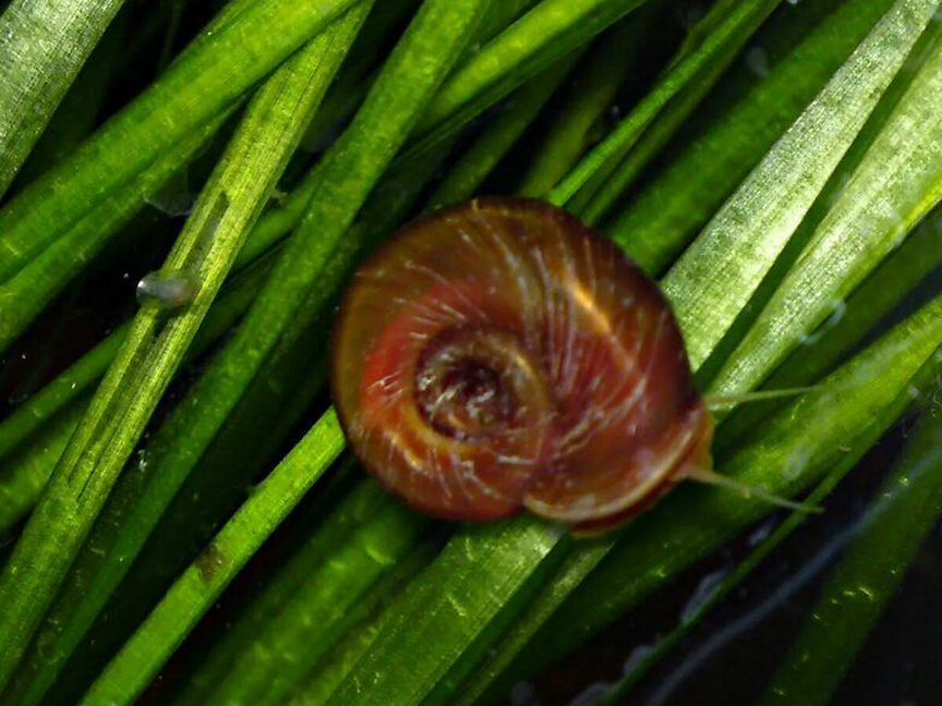 Улитки катушки