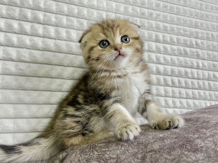Шотландские котята