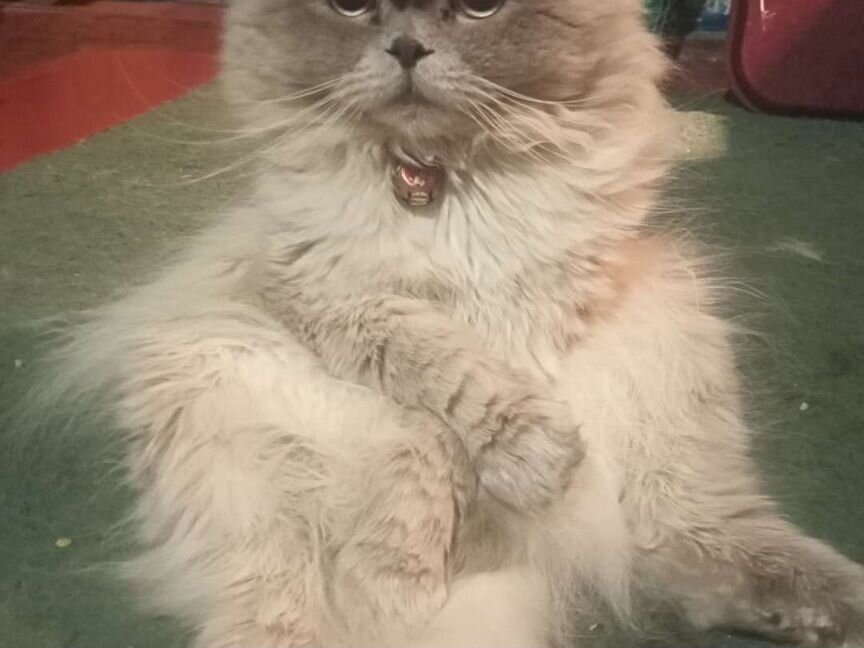 Кот приглашает на вязку кошечек
