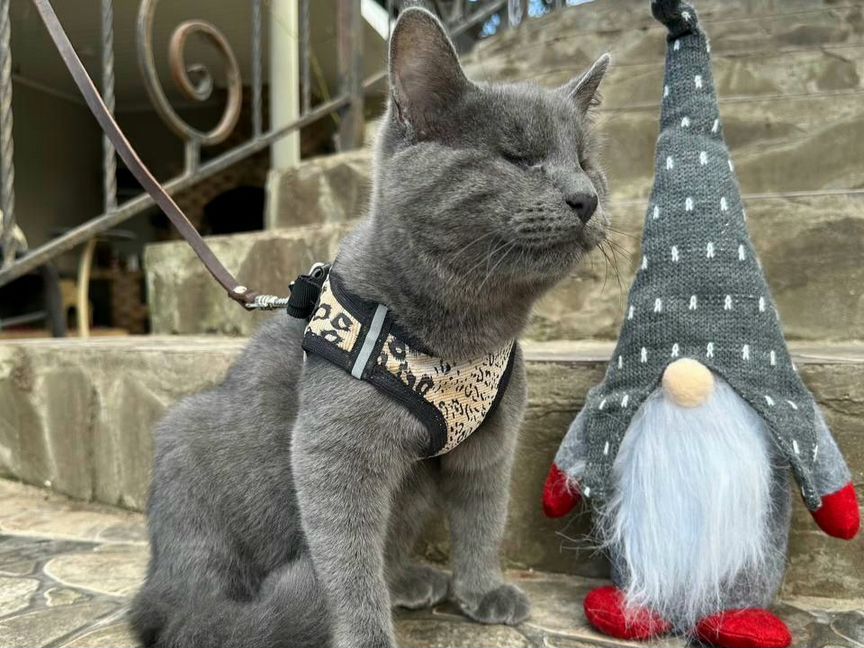 Котята Марс и Макс ищут один дом на двоих)
