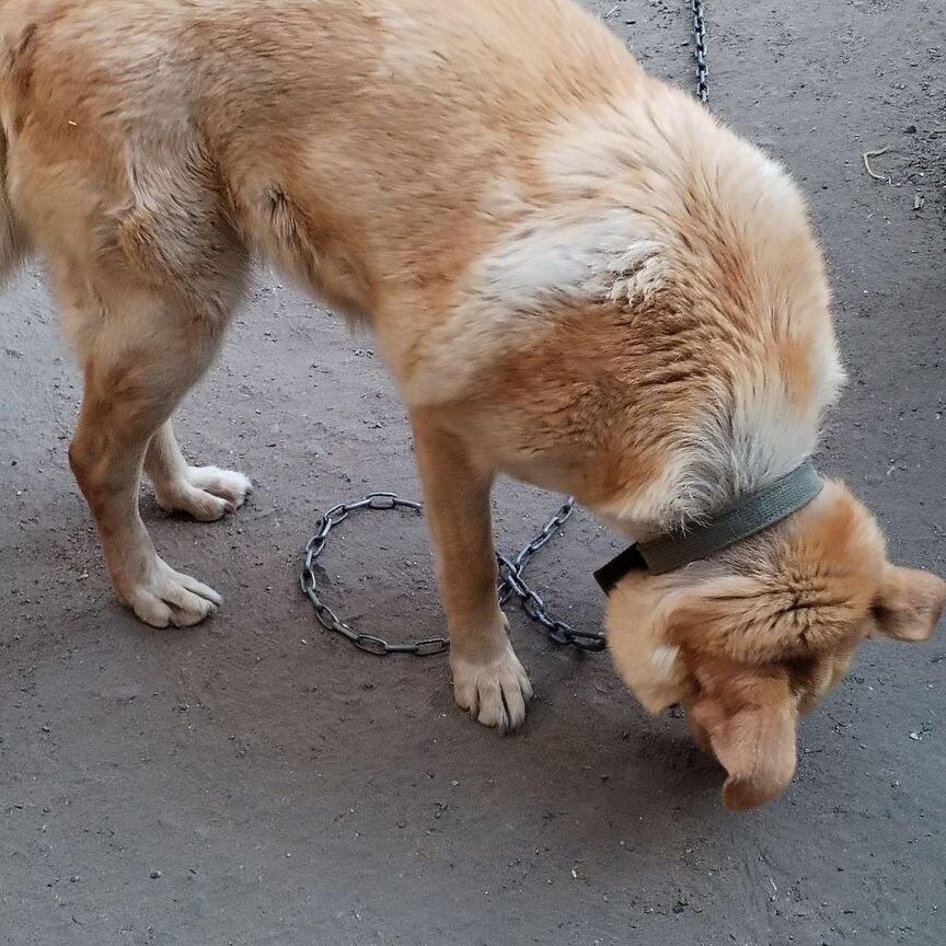 Отдам в добрые руки