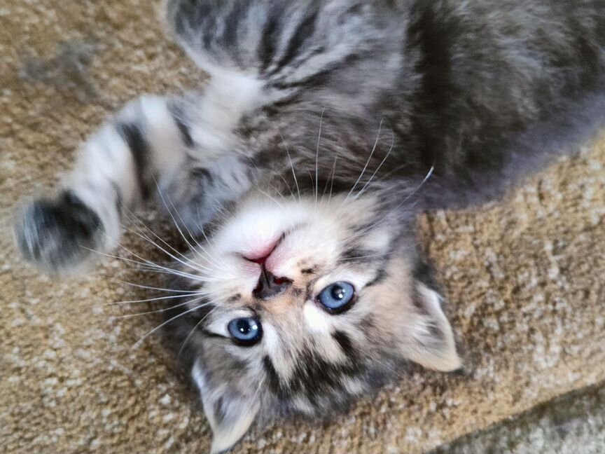 Кошки в добрые руки бесплатно