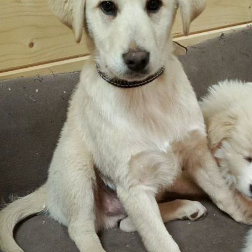 Щенок в добрые руки 3 мес