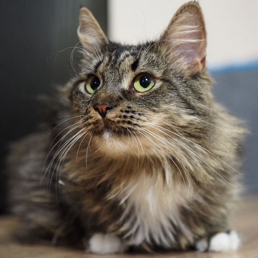 Взрослая, Девочка кошка в добрые руки