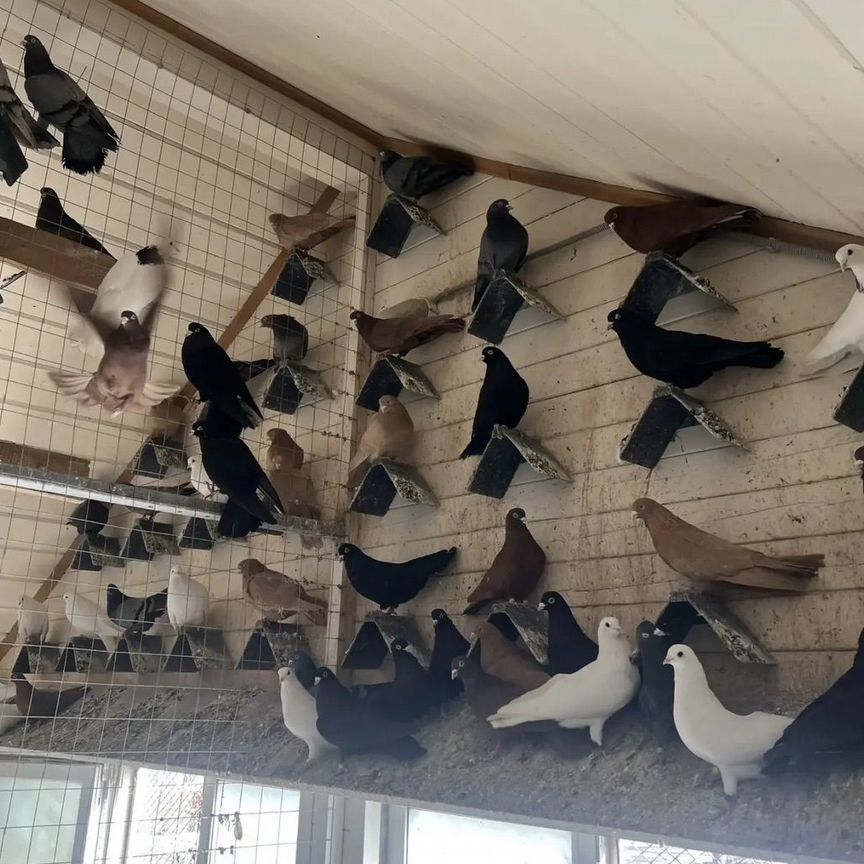 Продаются голуби пермские, высоколетные