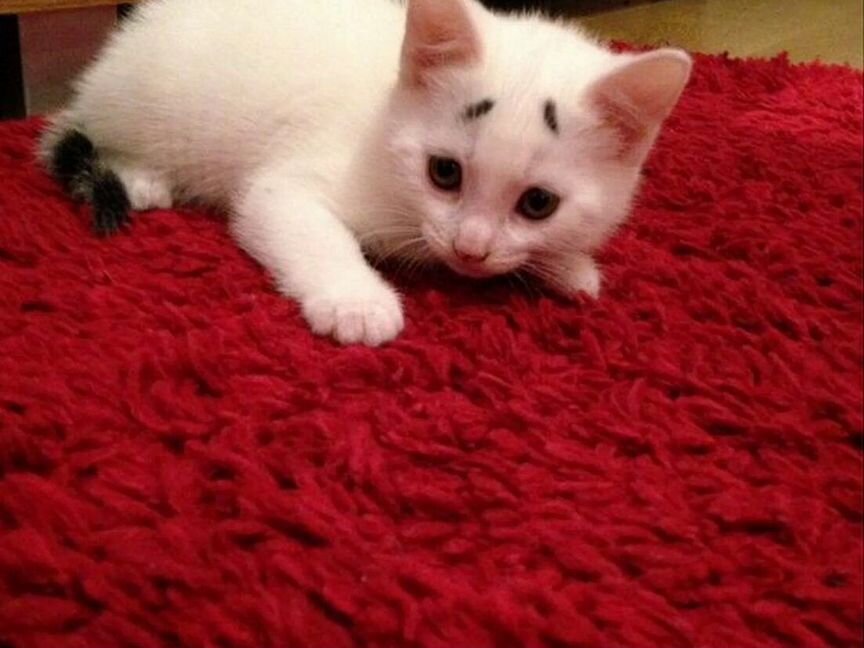 Котёнок Турецкой ангоры