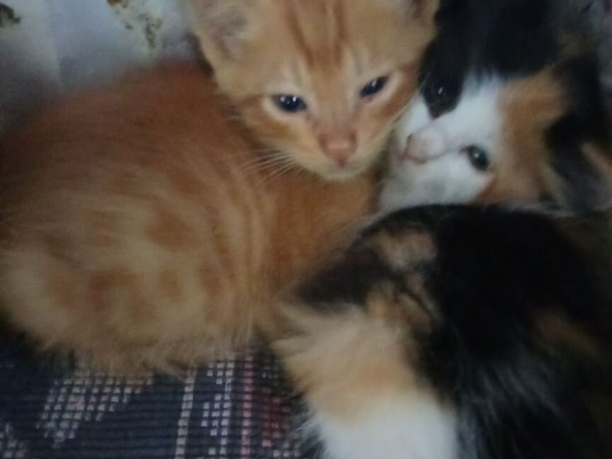 Котята в добрые руки