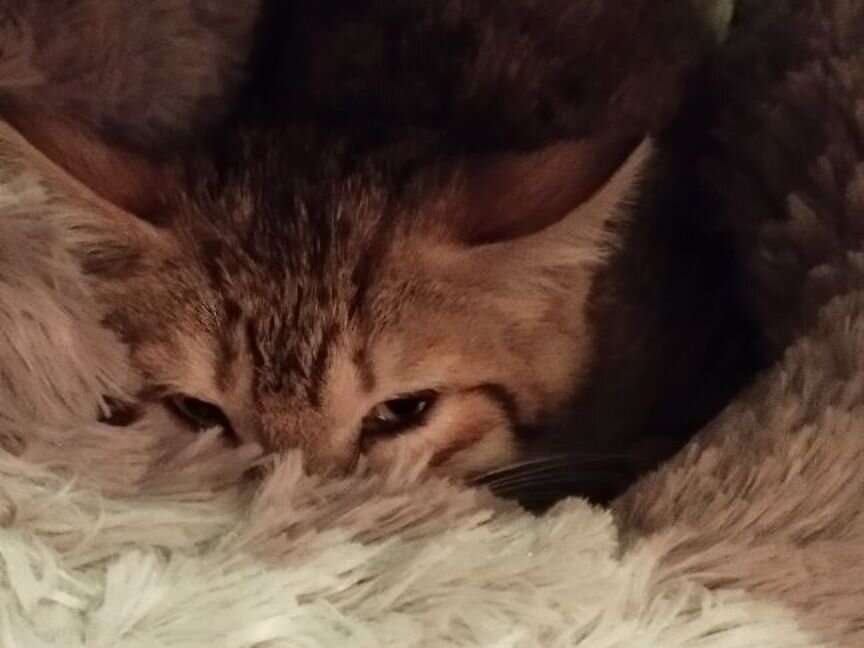 Кошка