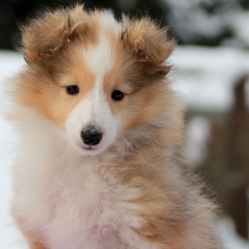 Шелти, щенок