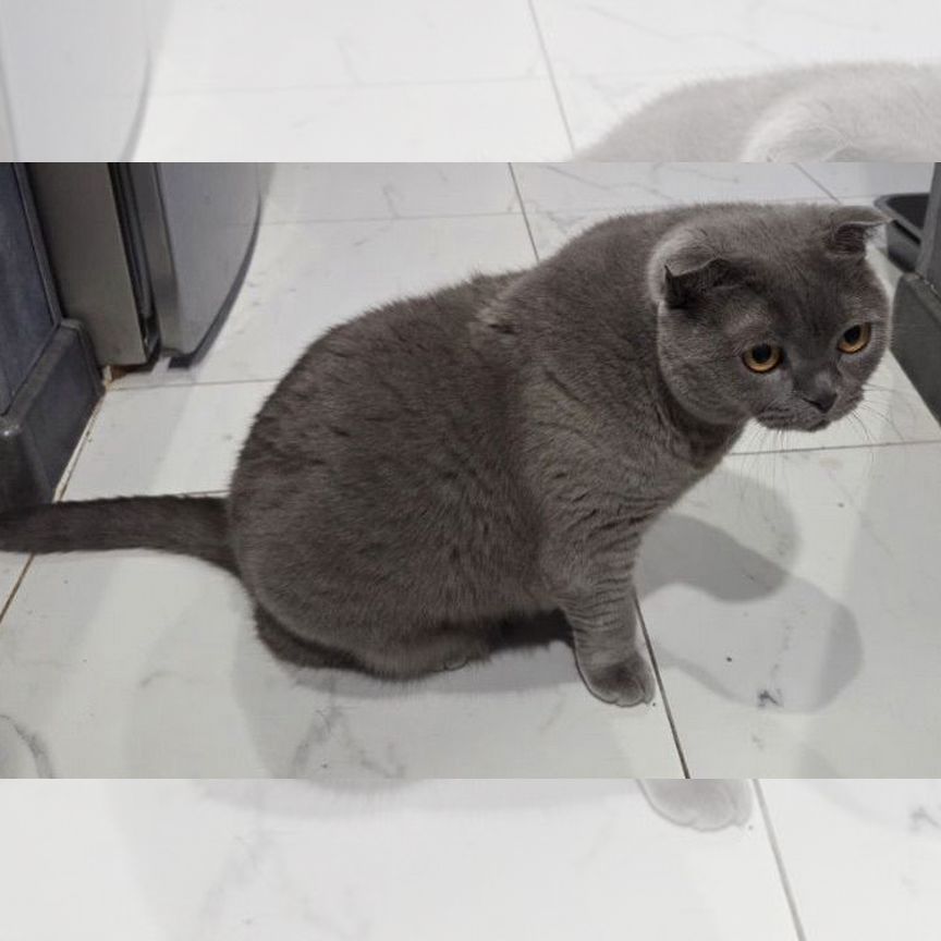 Шотландская вислоухая короткошёрстная, взрослая кошка