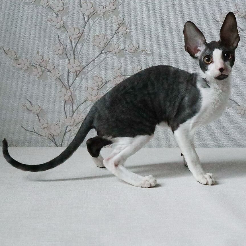 Малыш корниш-рекс