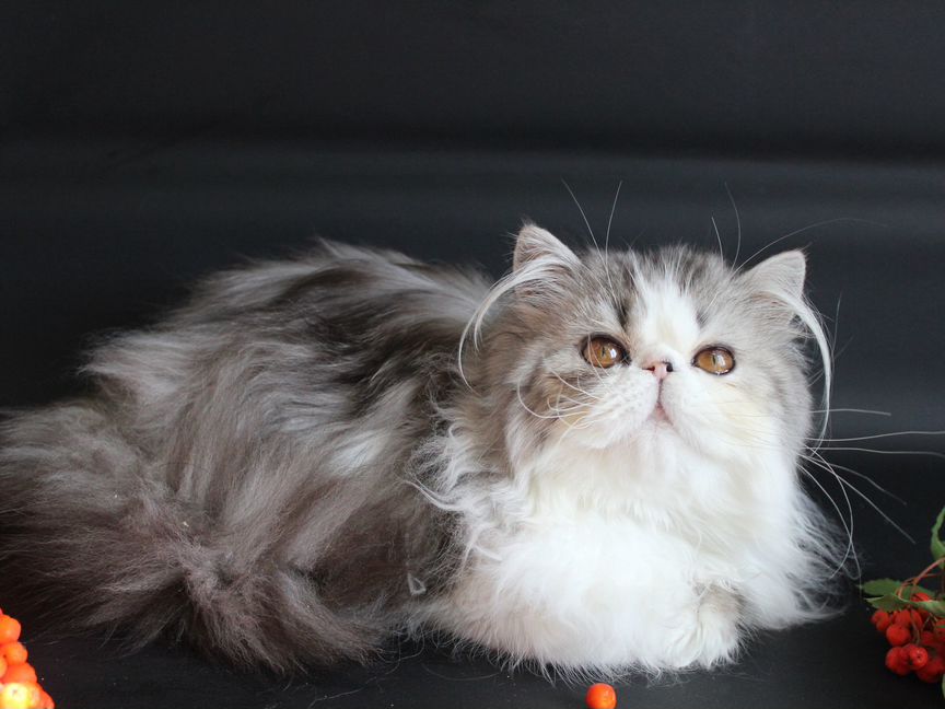 Персидский котенок(девочка)