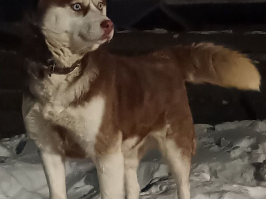 Потерялась Хаска