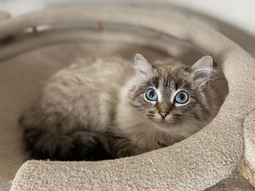 Кошка