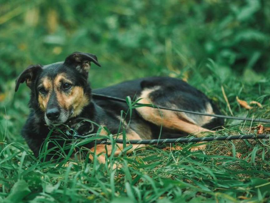 Рэми нужен дом