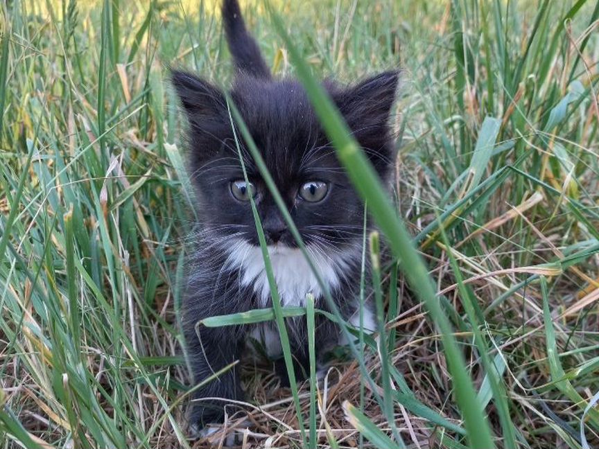 Котенок в добрые руки